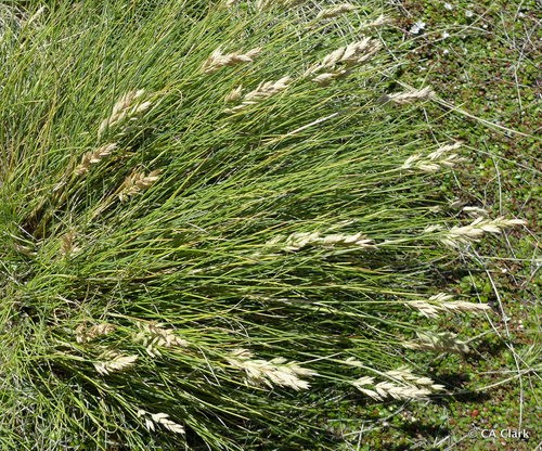 Poa astonii - PictureThis