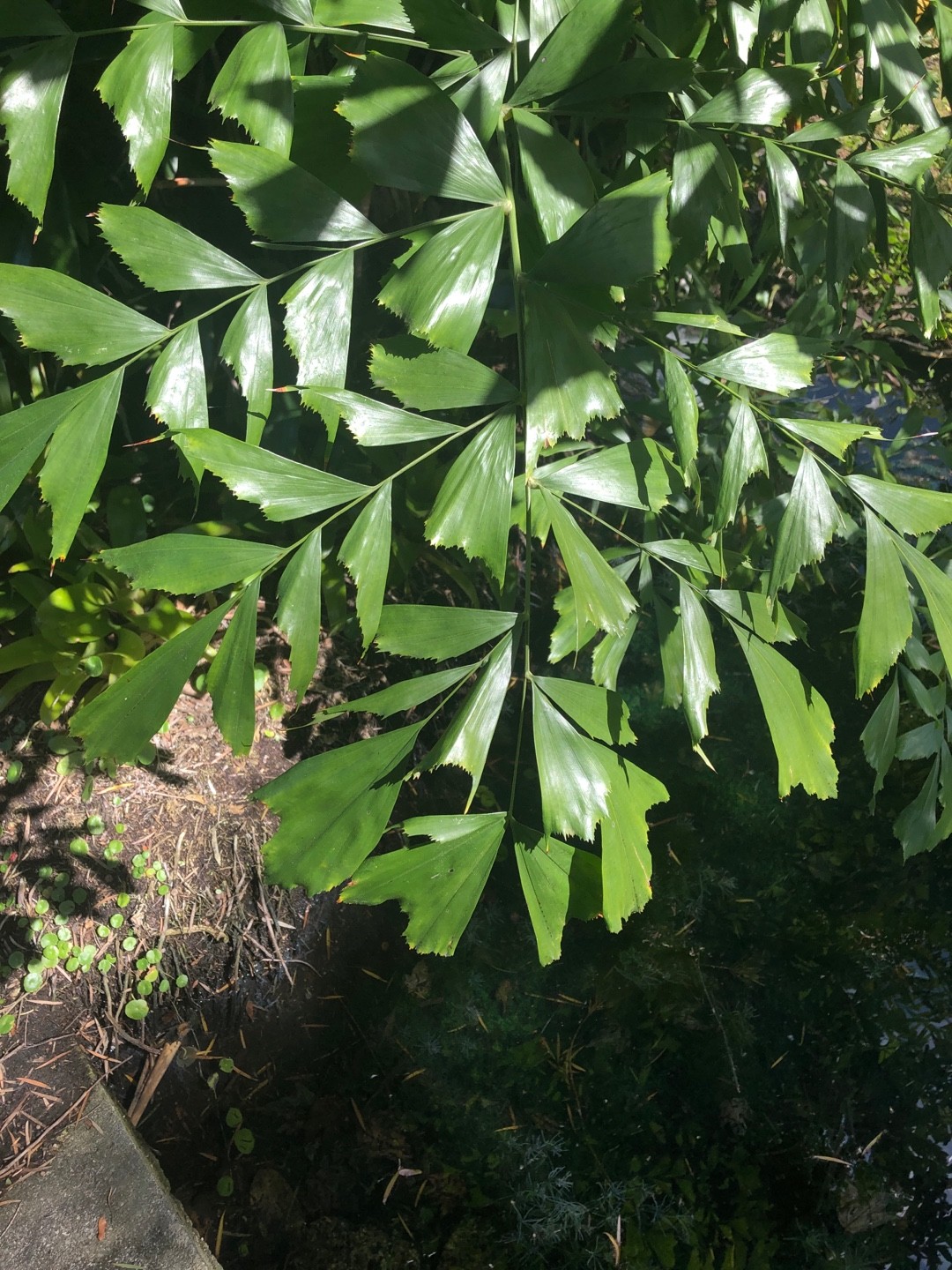 PictureThis - Caryota urens