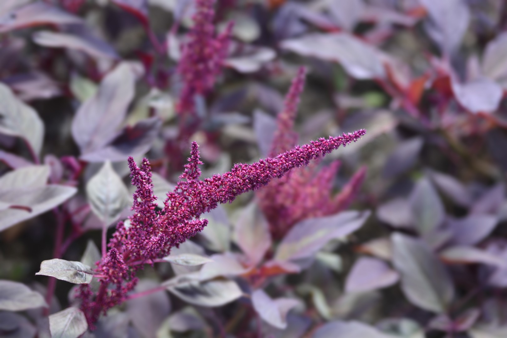 Amaranthus cruentus 'Velvet Curtains' (Amaranthus cruentus 'Velvet ...