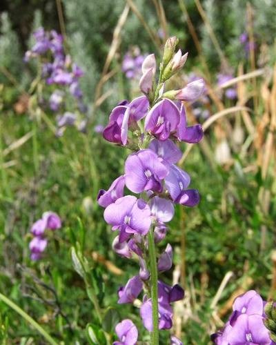 Swainsona lessertiifolia - PictureThis