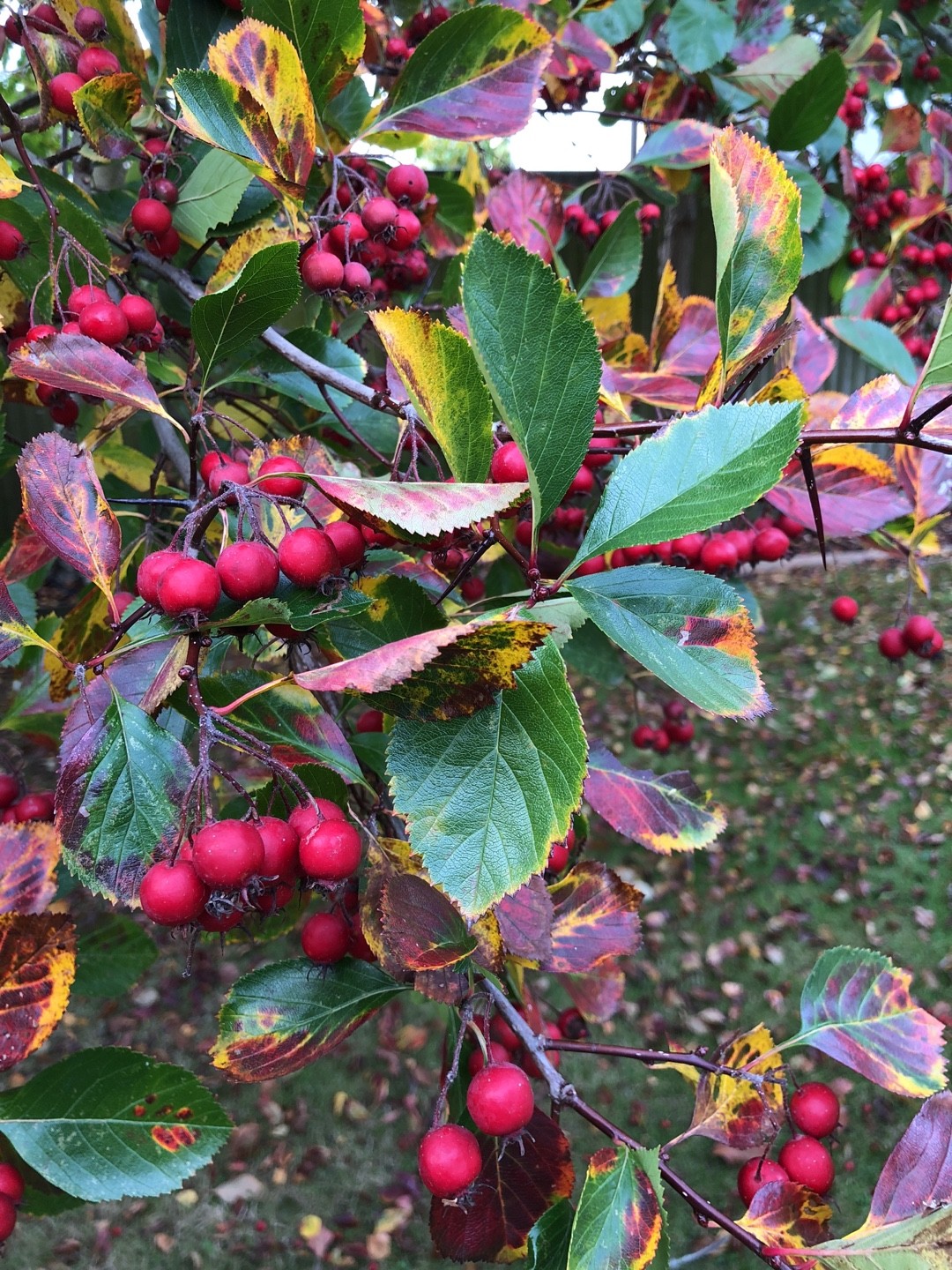 Crataegus (Crataegus) - PictureThis