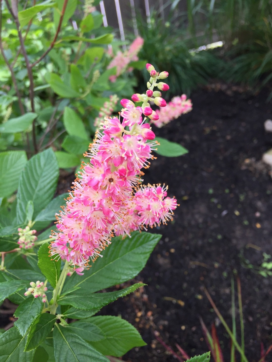Clethra alnifolia 'Ruby Spice' - PictureThis