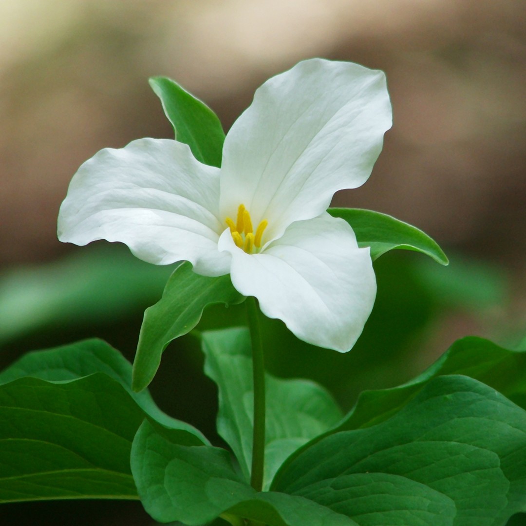 Trillium grandiflorum - PictureThis