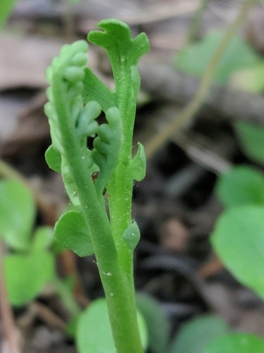 Botrychium campestre - PictureThis