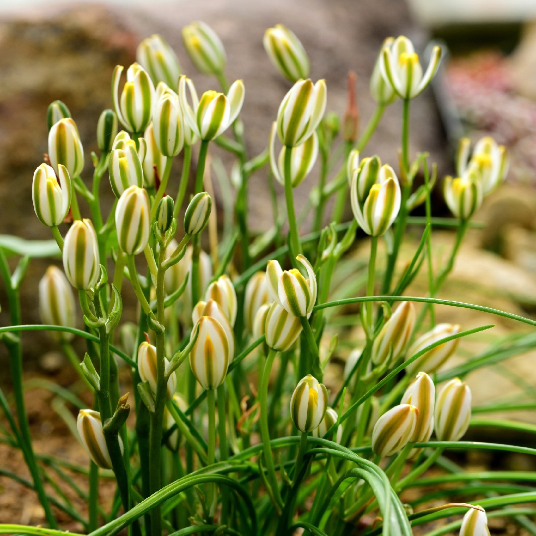 Albuca humilis - PictureThis