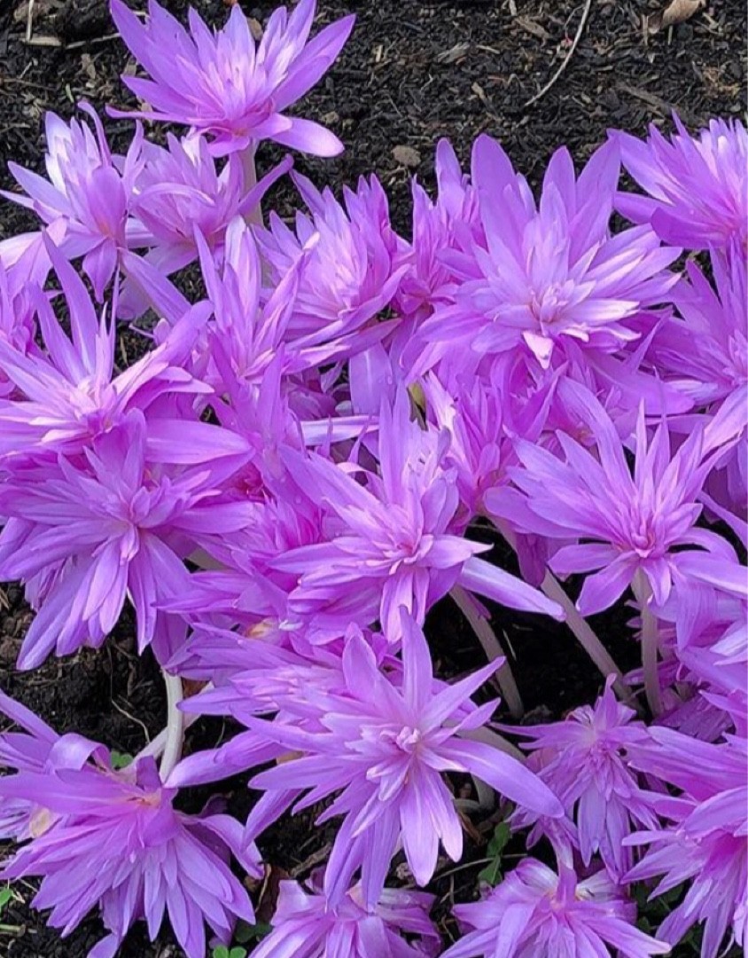 Colchicum (Colchicum) - PictureThis