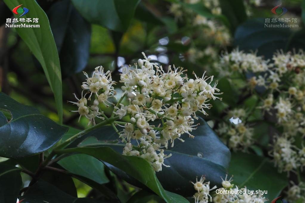 Puna (Ehretia acuminata) Flower, Leaf, Care, Uses - PictureThis