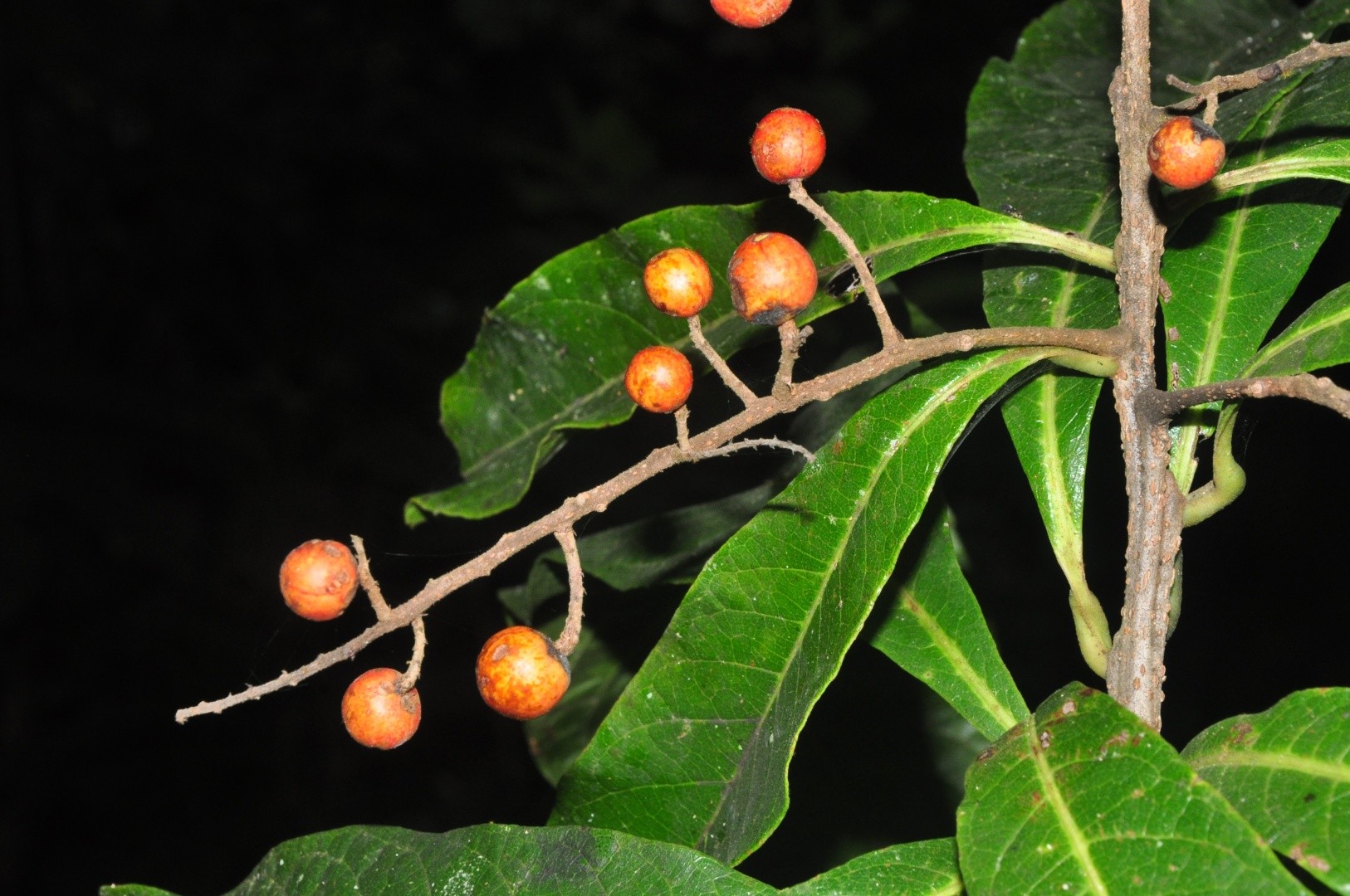 Meliosma simplicifolia - PictureThis