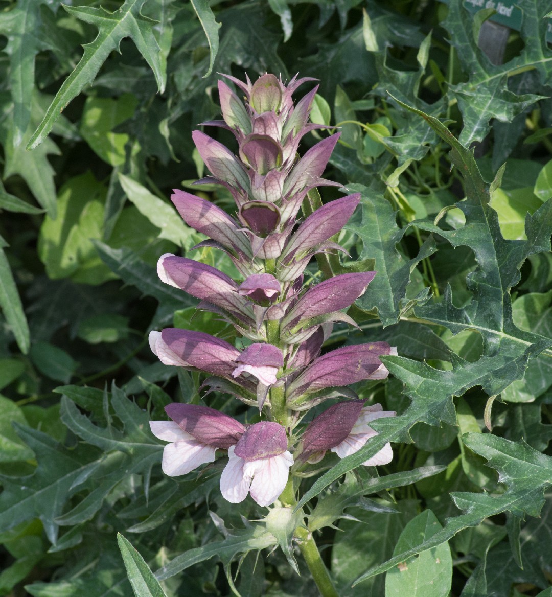 Acanthus spinosus - PictureThis