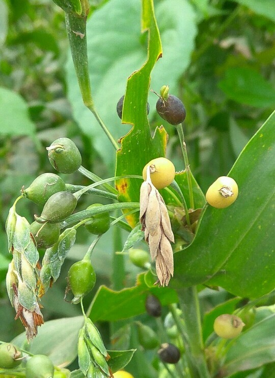 Coix (Coix) - PictureThis