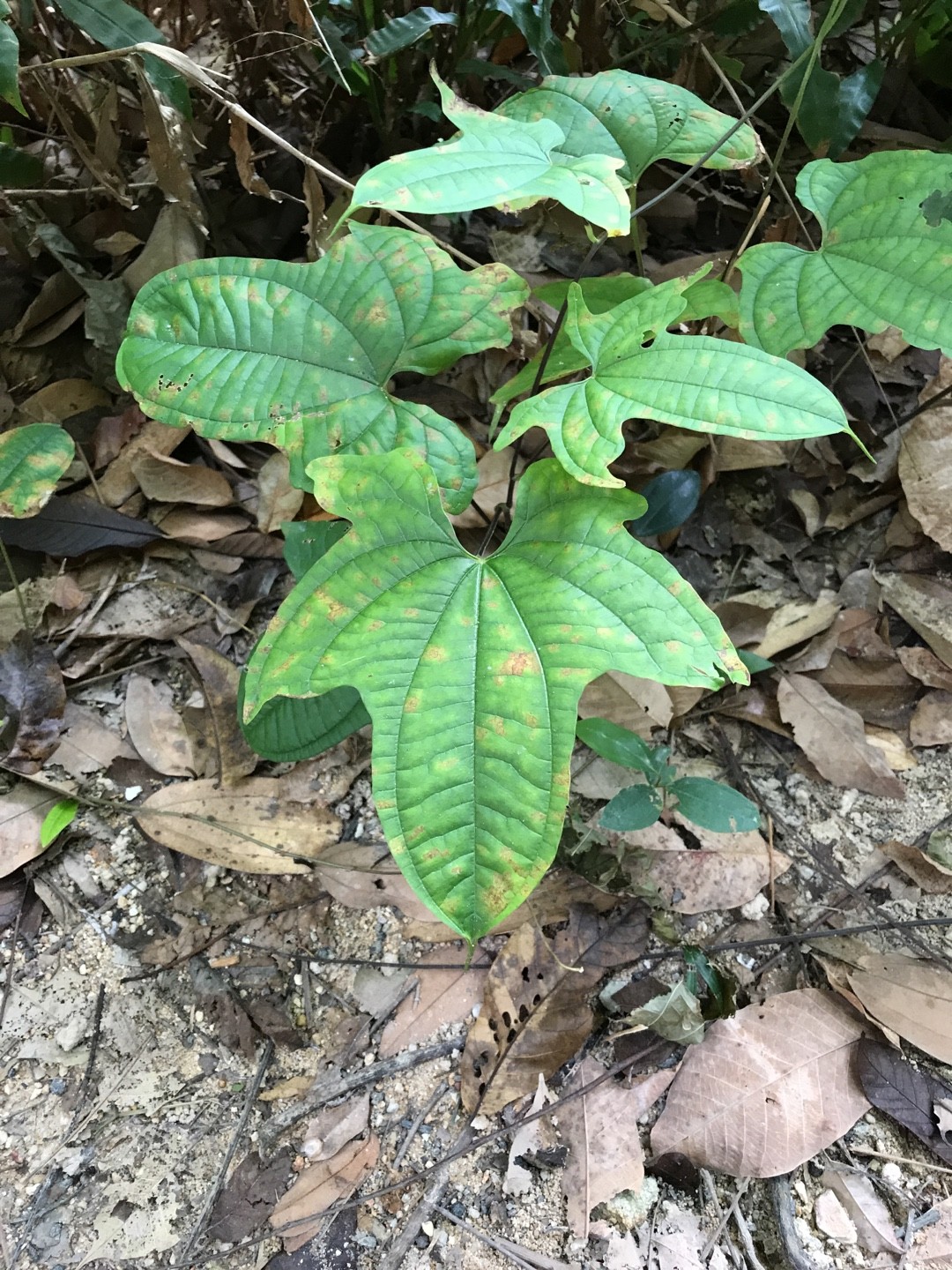 Dioscorea nipponica - PictureThis