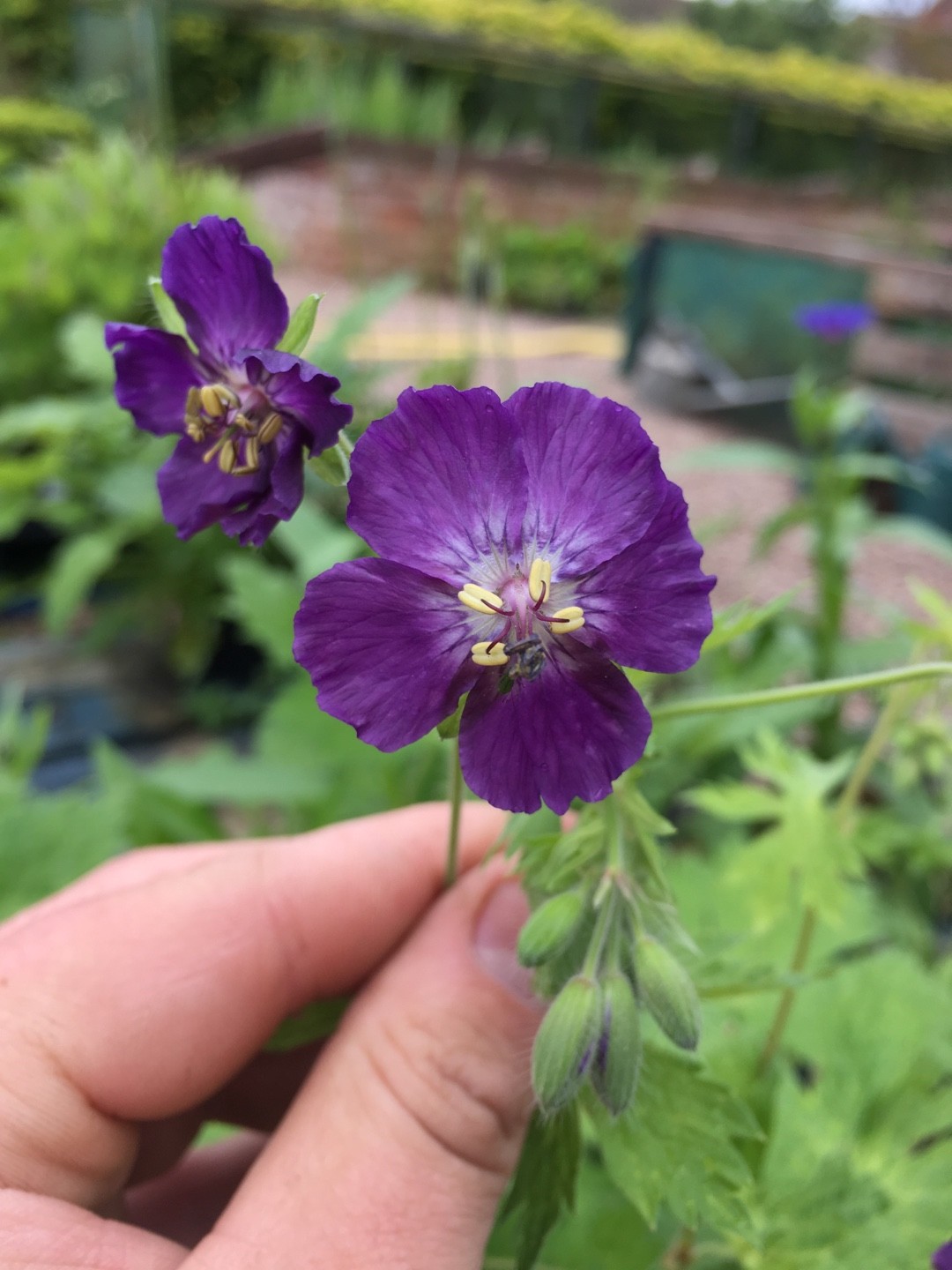 Geranium (Geranium) - PictureThis
