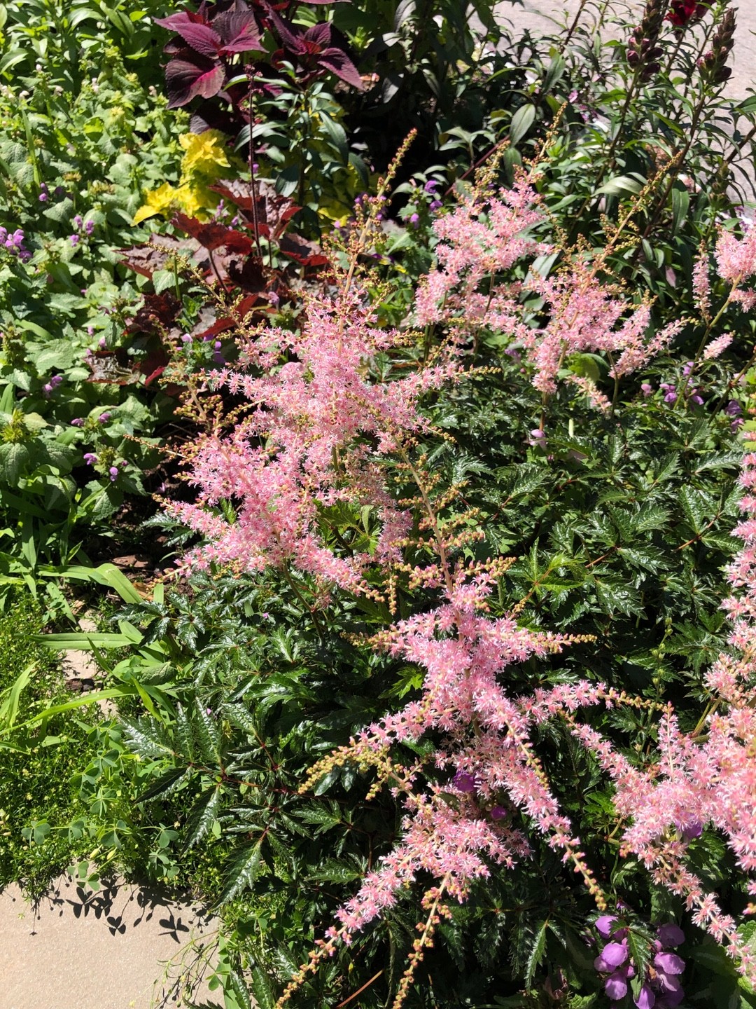 Astilbe simplicifolia 'Bronce Elegans' - PictureThis