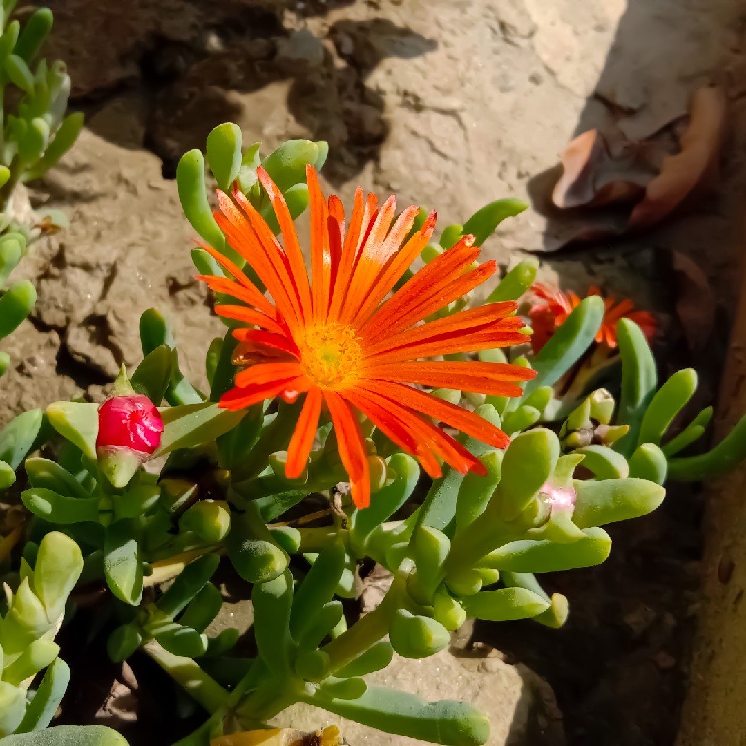 Malephora crocea (Malephora crocea) - PictureThis