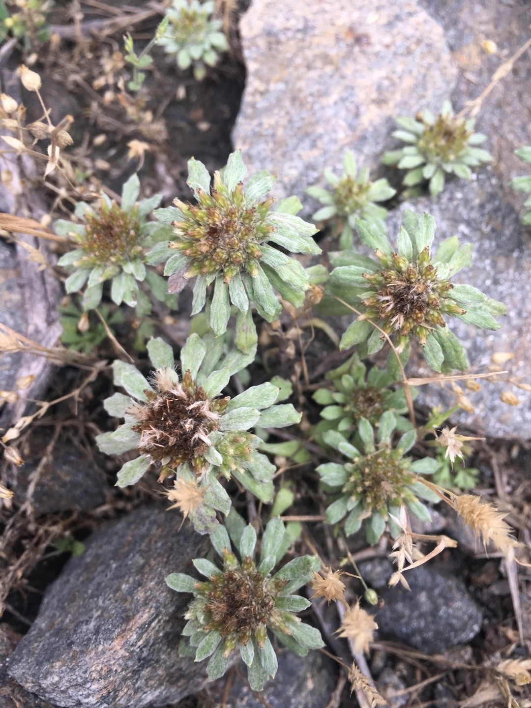 Filago pygmaea 花言葉，学名，よくある質問 - PictureThis