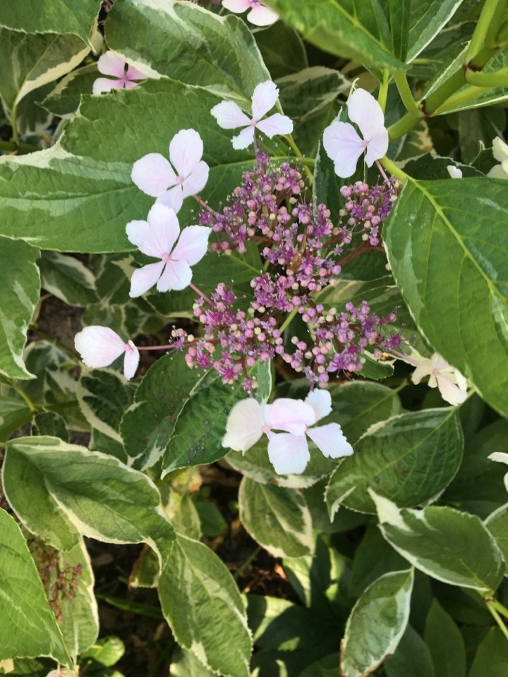 Hydrangea macrophylla 'Tricolor' - PictureThis