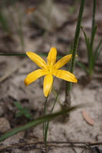 Curculigo pilosa Flower, Leaf, Care, Uses - PictureThis