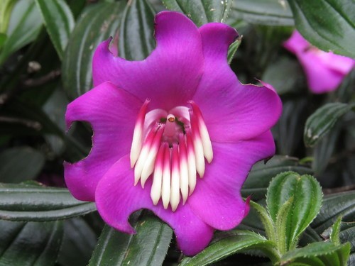 Meriania longifolia - PictureThis