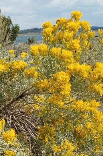 Chrysothamnus greenei - PictureThis