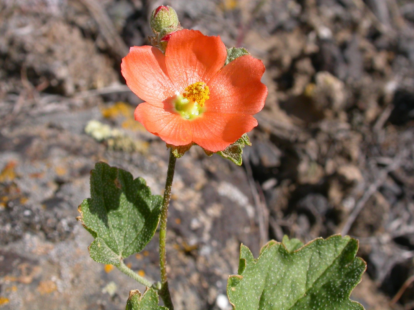 Sphaeralcea munroana - PictureThis