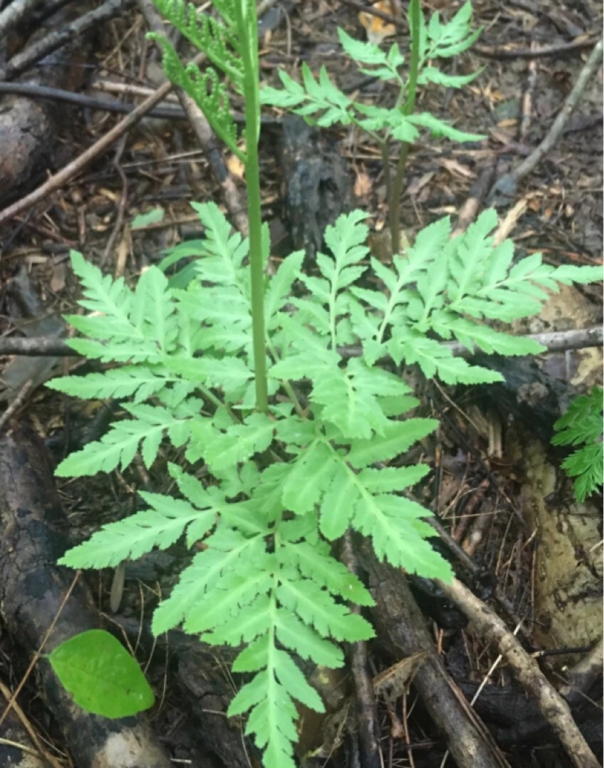 Sceptridium dissectum - PictureThis