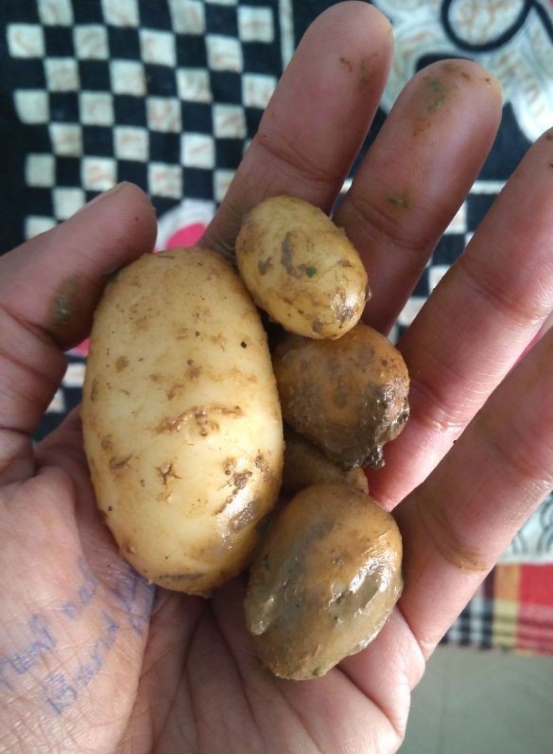 Solanum tuberosum 'Lady Christl' (Solanum tuberosum 'Lady Christl ...