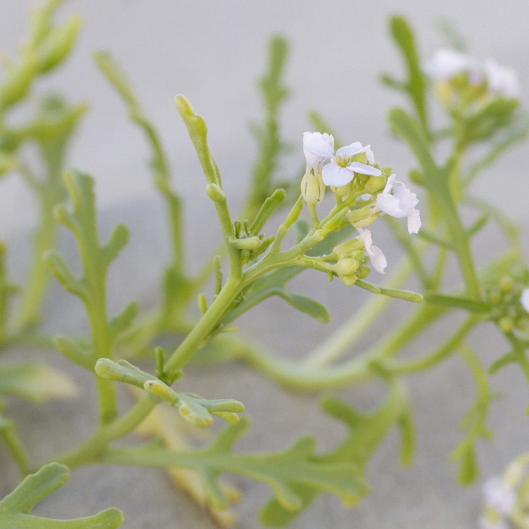 Marviol (Cakile maritima) - PictureThis