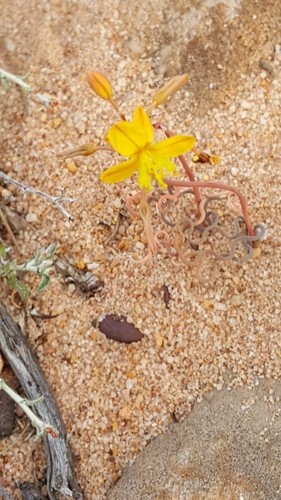 Bulbine torta - PictureThis