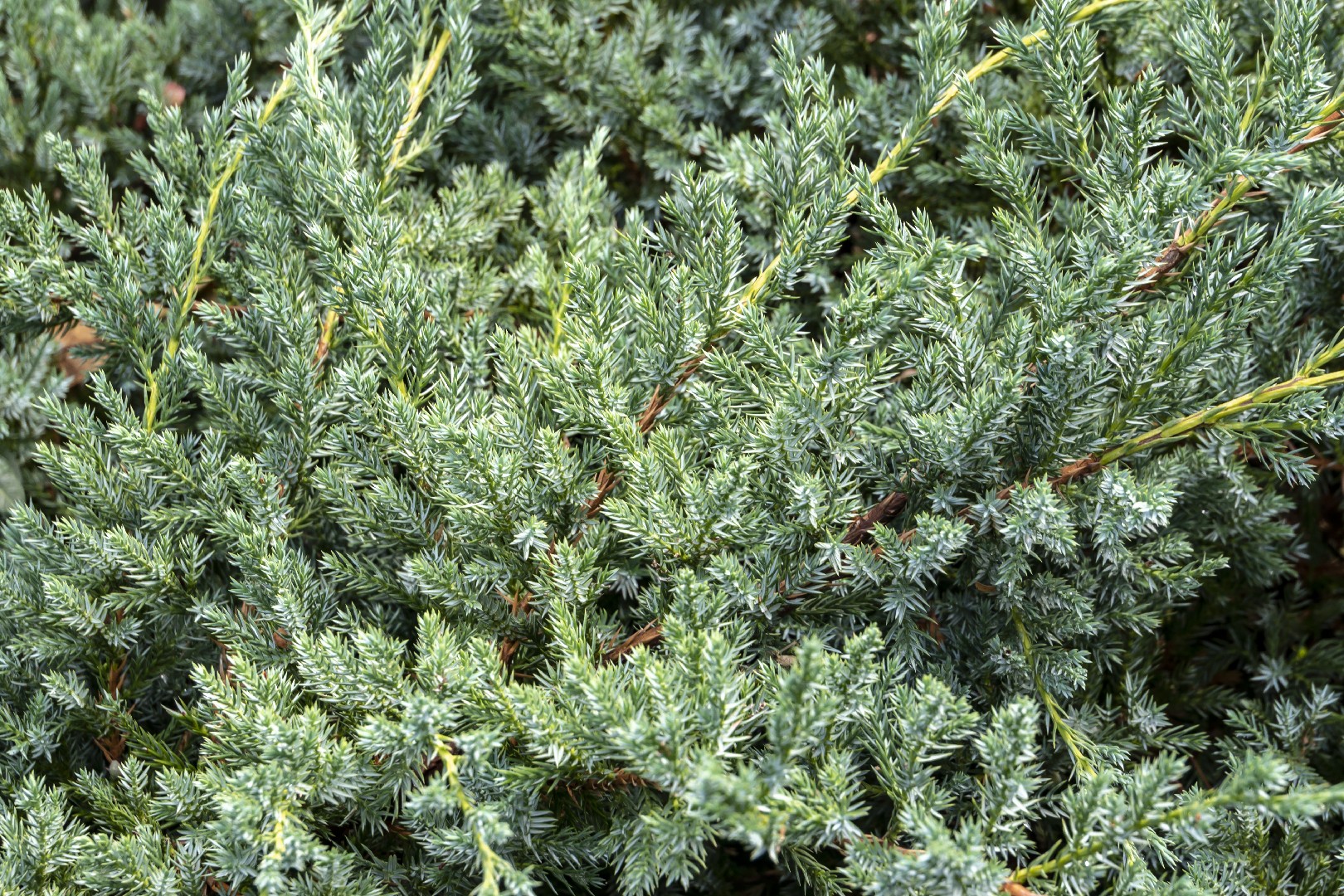 Juniperus squamata 'Blue Carpet' (Juniperus squamata 'Blue Carpet ...
