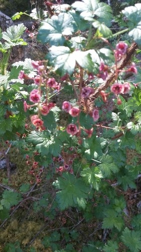 Ribes lacustre 花言葉，学名，よくある質問 - PictureThis