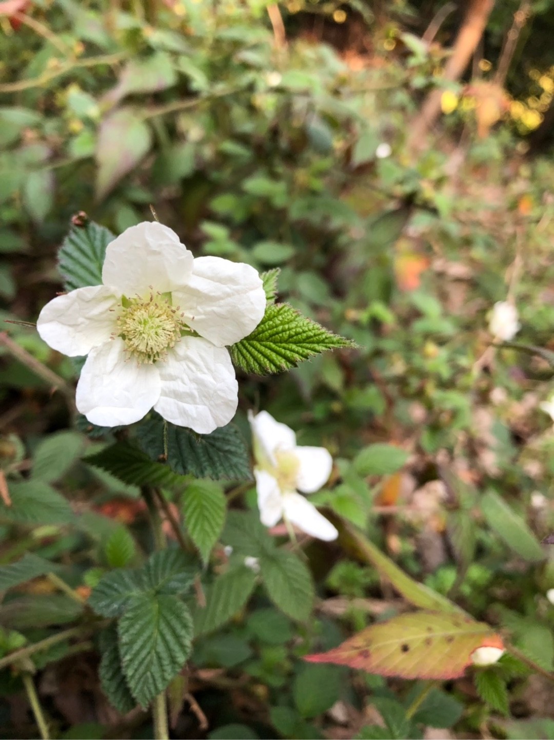 Rubus hirsutus Cuidados (Plantando, Fertilizantes, Enfermedades ...