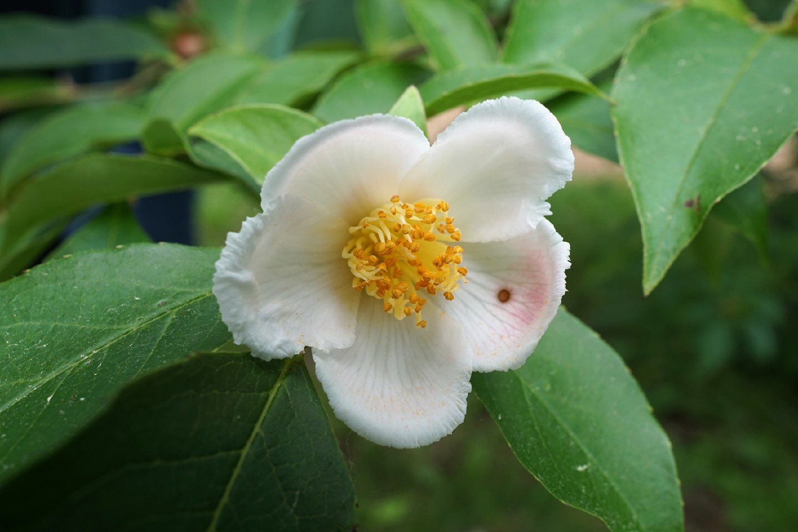 Stewartia rostrata Flower, Leaf, Uses - PictureThis