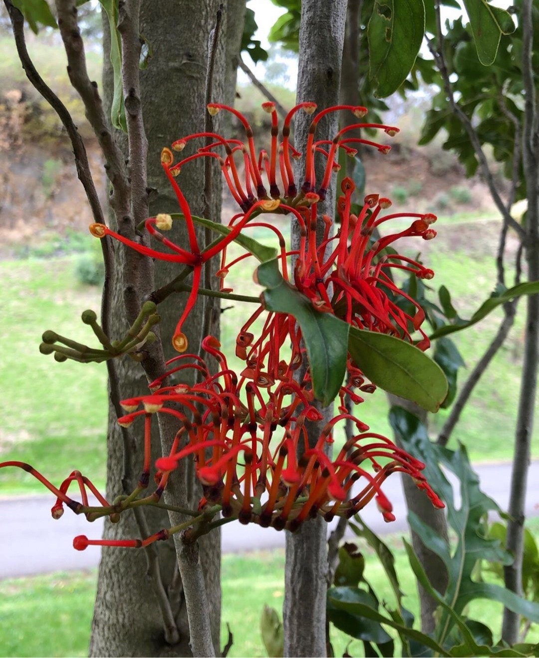 Firewheel Tree