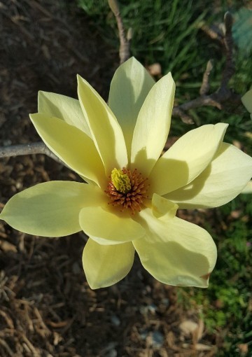 Magnolia denudata 'Yellow River' - PictureThis