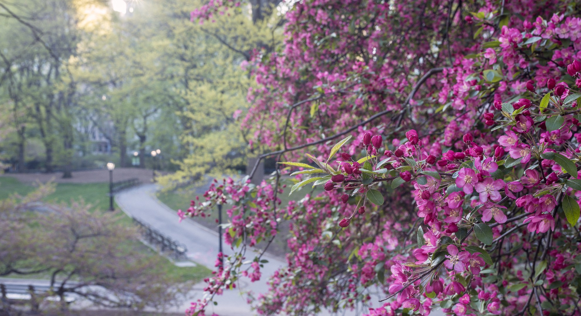 Malus 'Purple Prince' - PictureThis