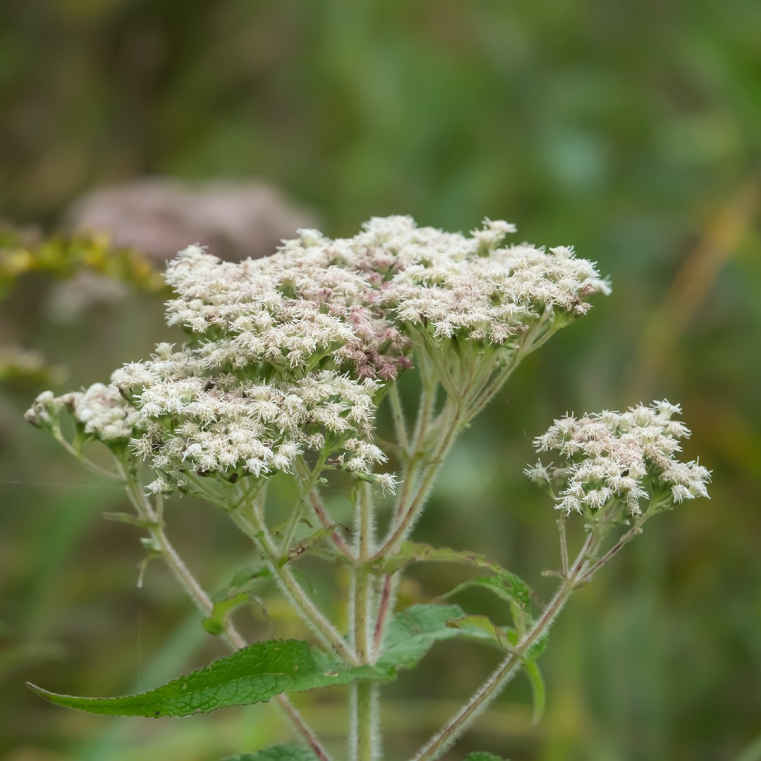Eupatorium perfoliatum - PictureThis