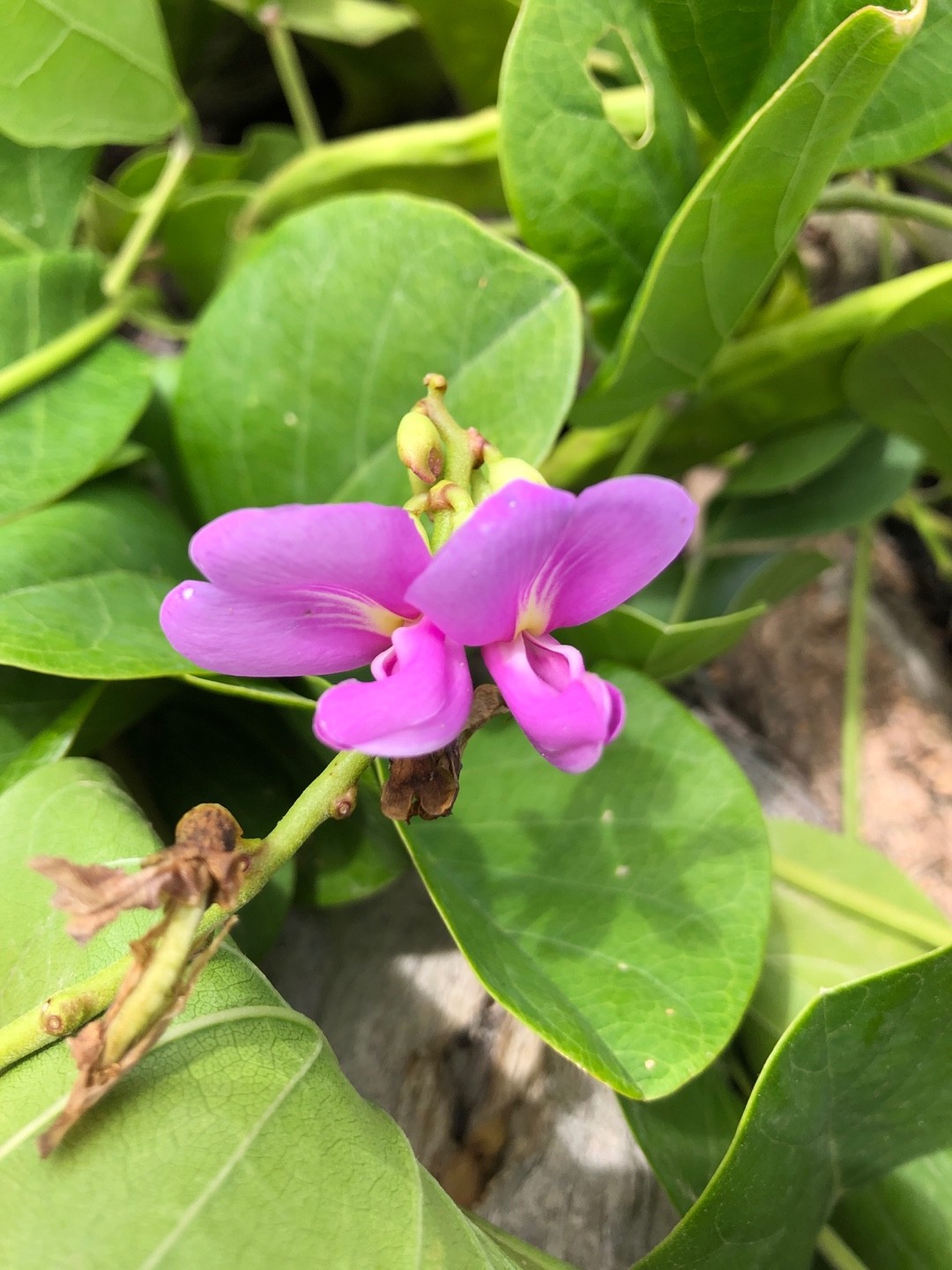 Canavalia rosea - PictureThis