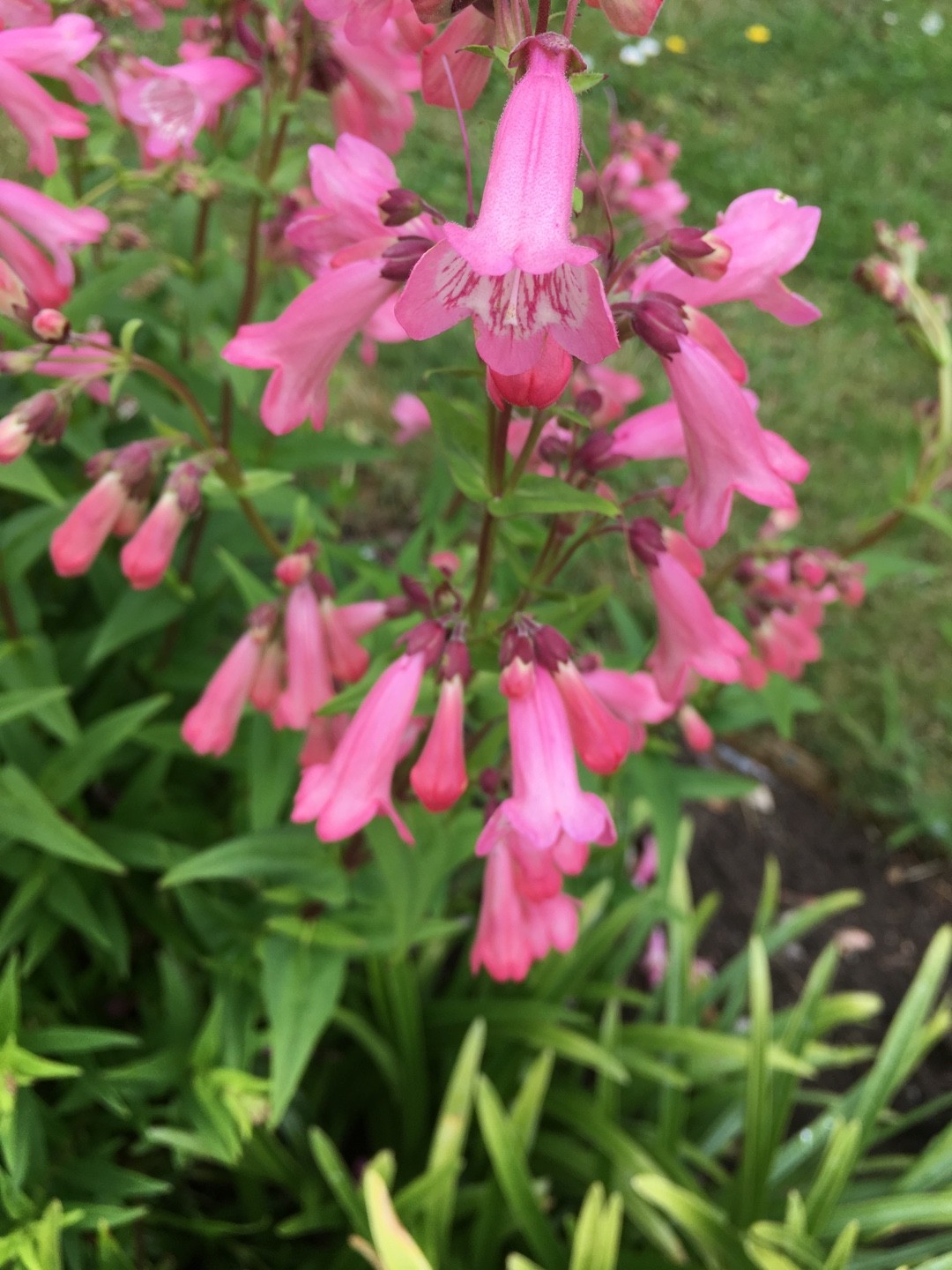 펜스테몬 (Penstemon) - PictureThis