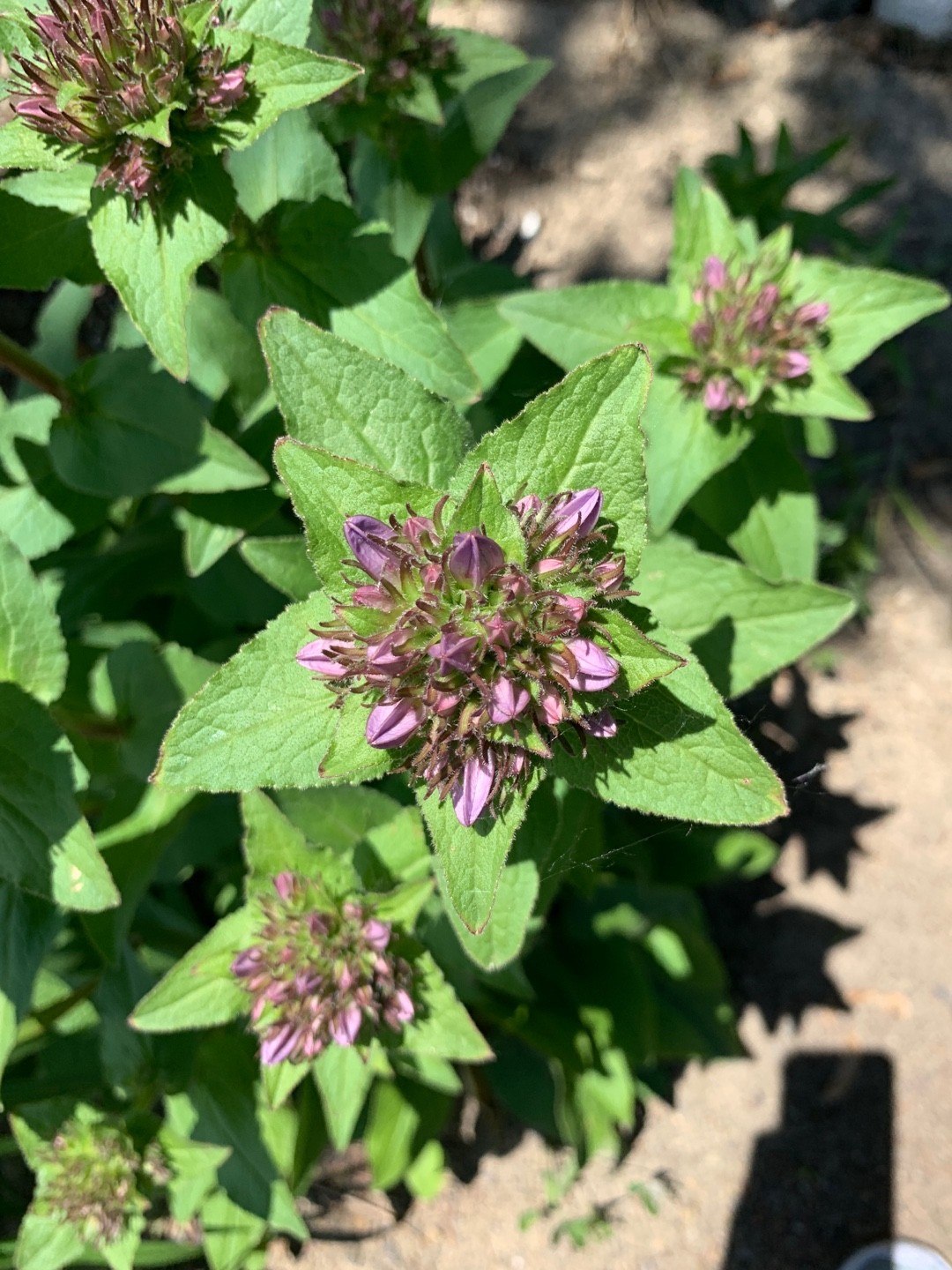 Fedia graciliflora - PictureThis