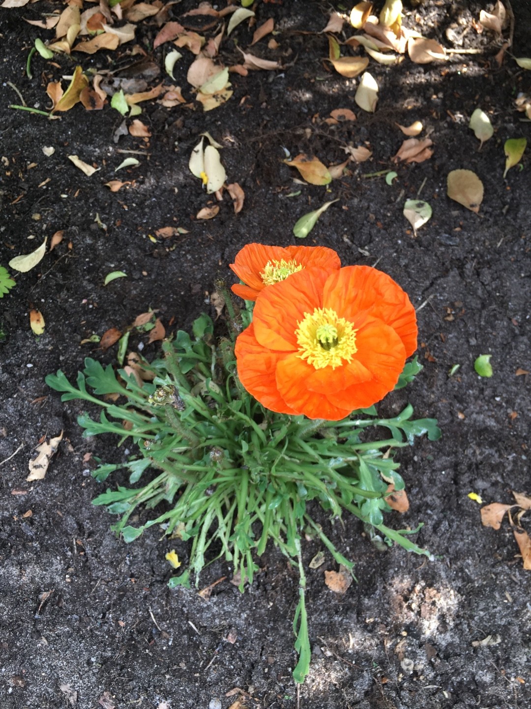 Papaver californicum (Papaver californicum) - PictureThis