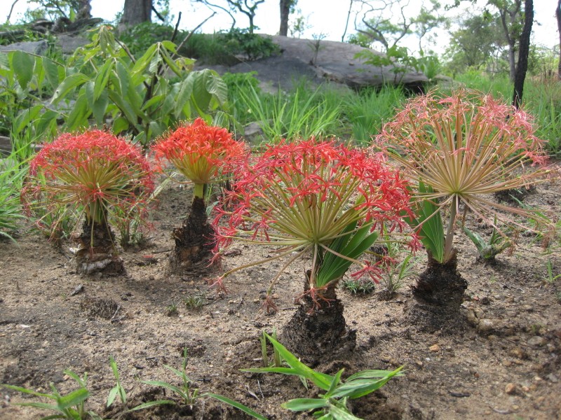 Century plant (Boophone disticha) Flower, Leaf, Uses - PictureThis