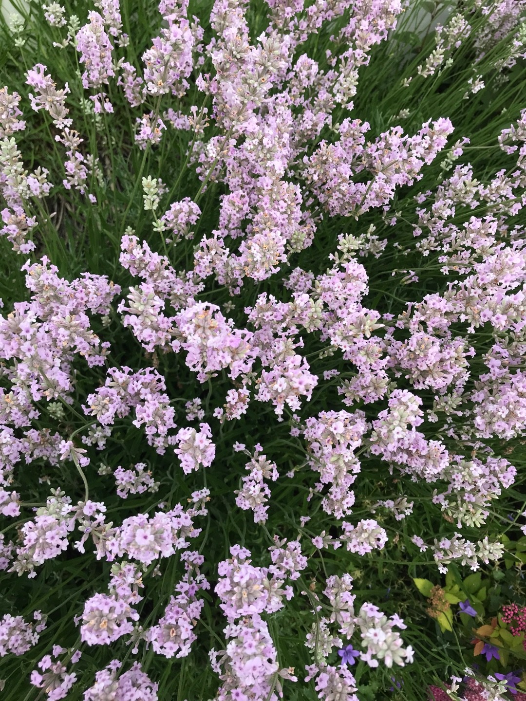 Lavandula angustifolia 'Rosea' - PictureThis