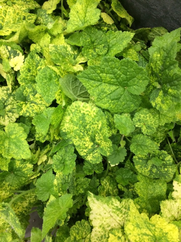 Tolmiea menziesii 'Taff's Gold' - PictureThis