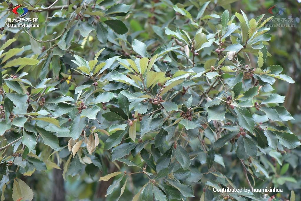 Quercus aliena - PictureThis