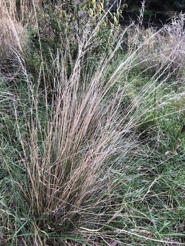 Poa ensiformis - PictureThis