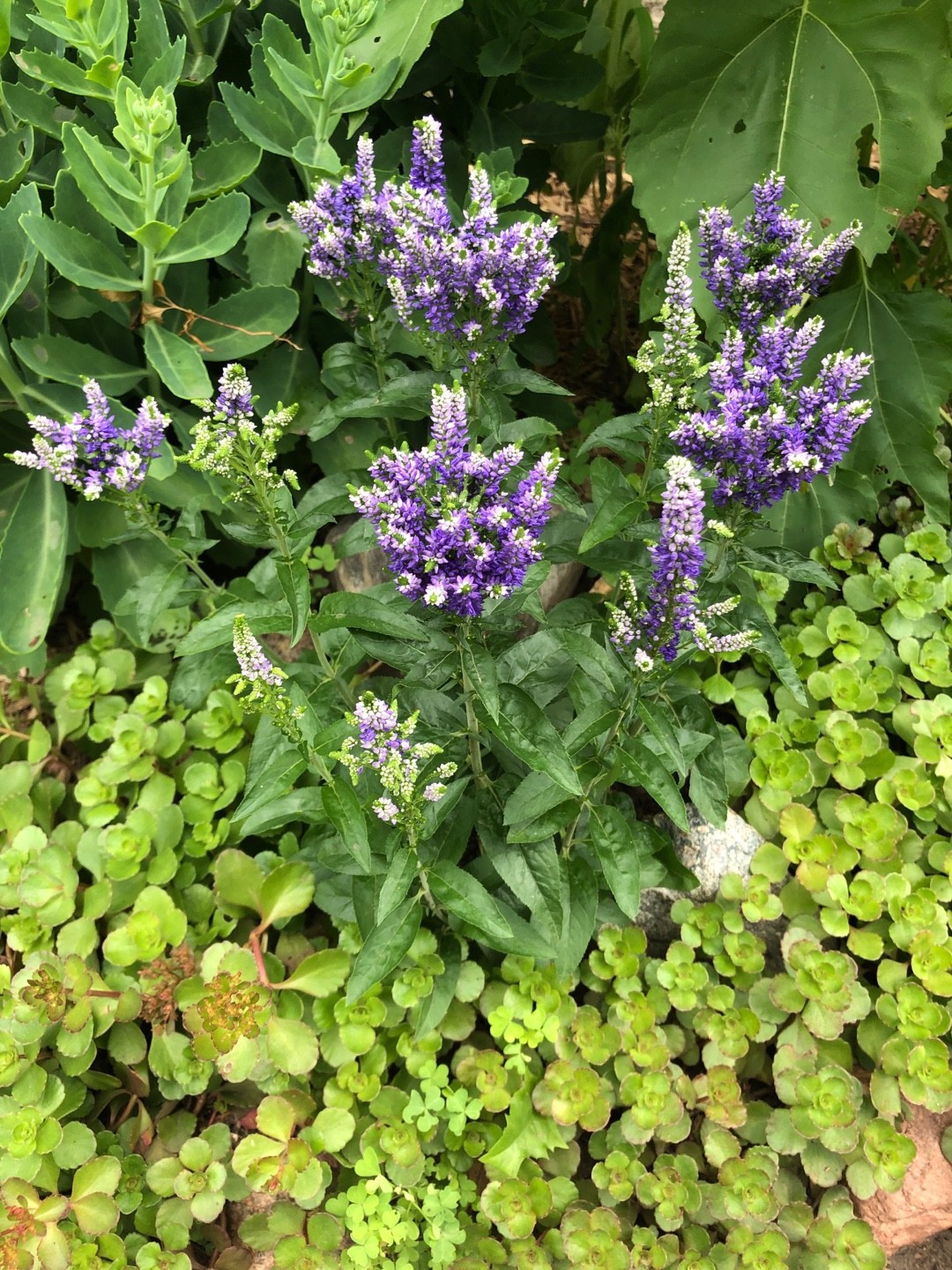 Veronica spicata 'Blue Bomb' - PictureThis