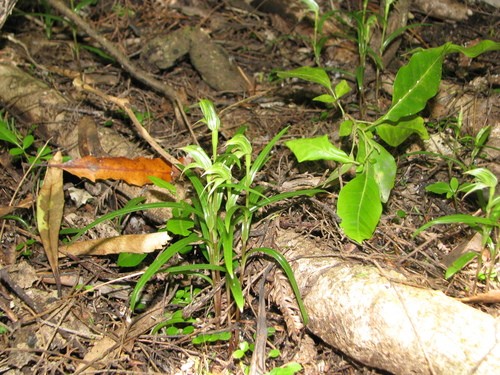 Pterostylis porrecta - PictureThis
