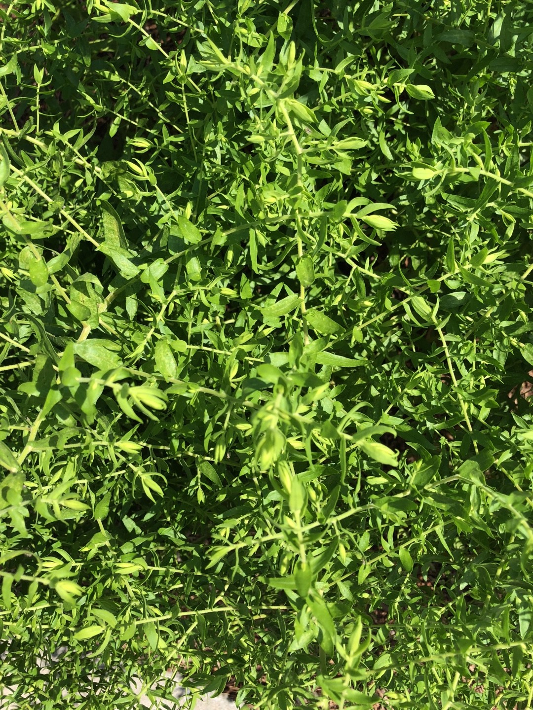 Karelinia caspia - PictureThis