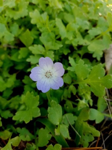 Nemophila phacelioides - PictureThis