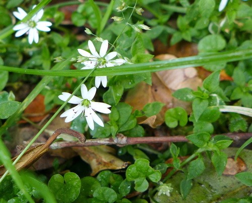 Forest starwort (Stellaria flaccida) - PictureThis